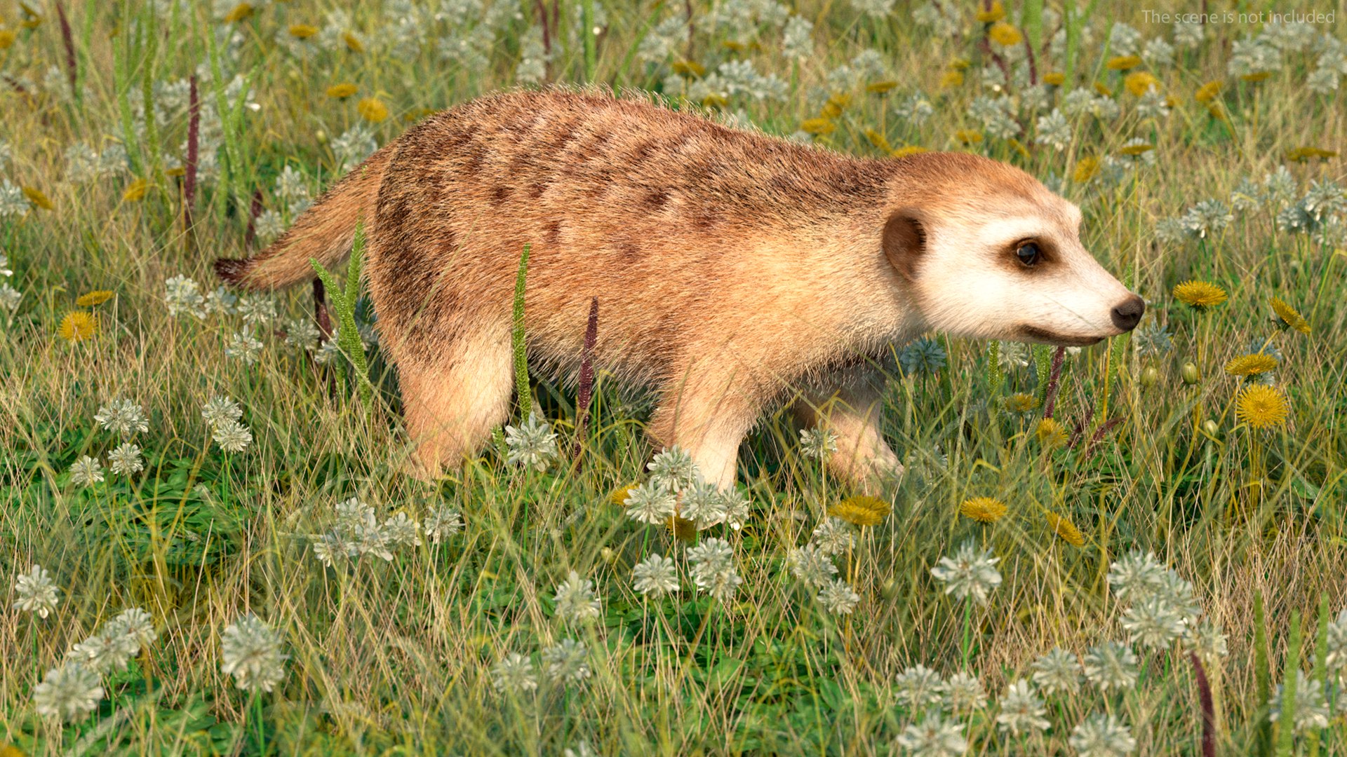 3D Meerkat Walking Pose Fur Model - TurboSquid 1919104