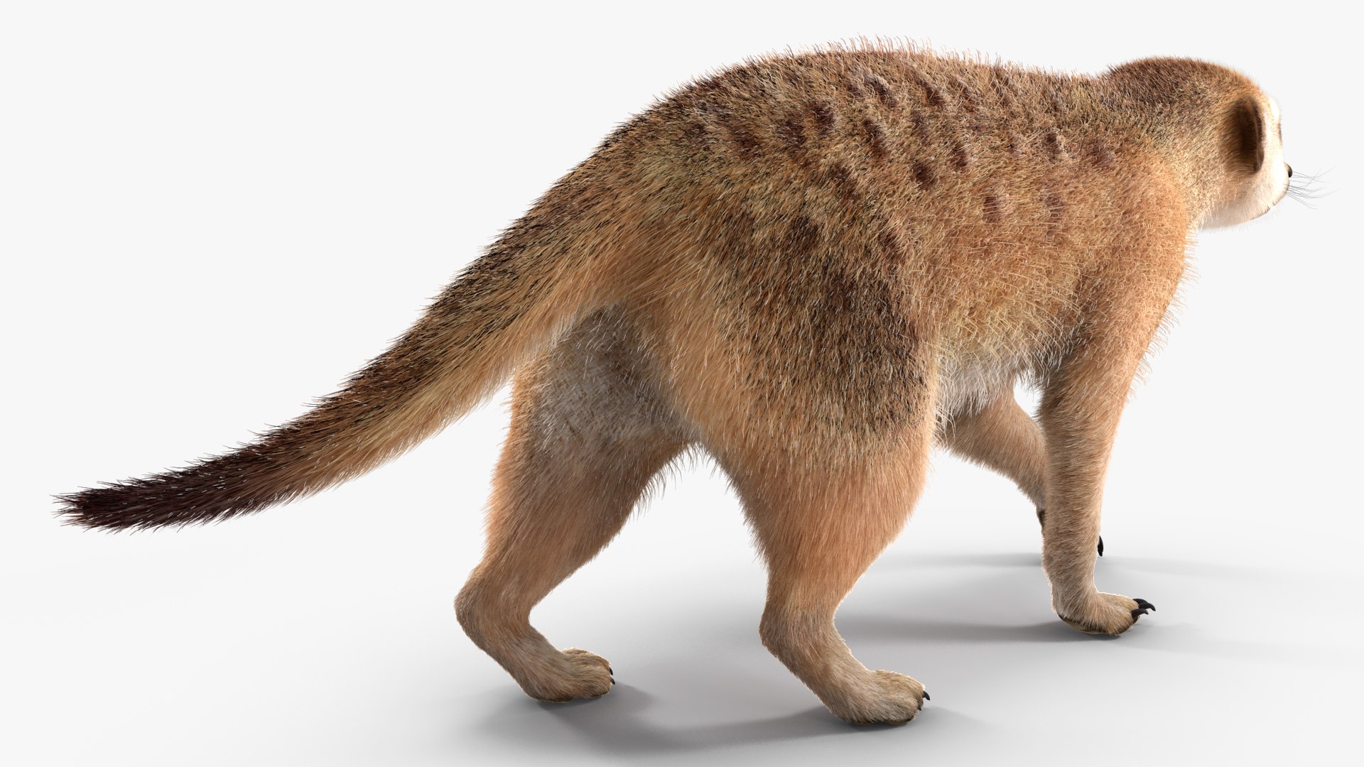 3D Meerkat Walking Pose Fur Model - TurboSquid 1919104
