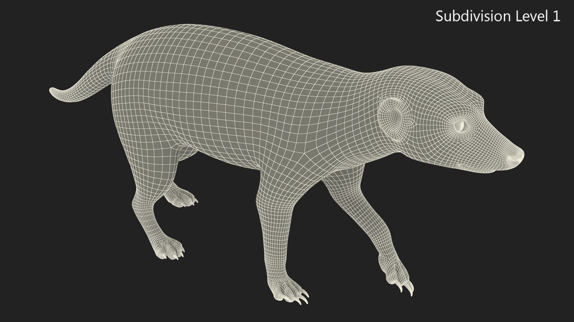 3D Meerkat Walking Pose Fur Model - TurboSquid 1919104