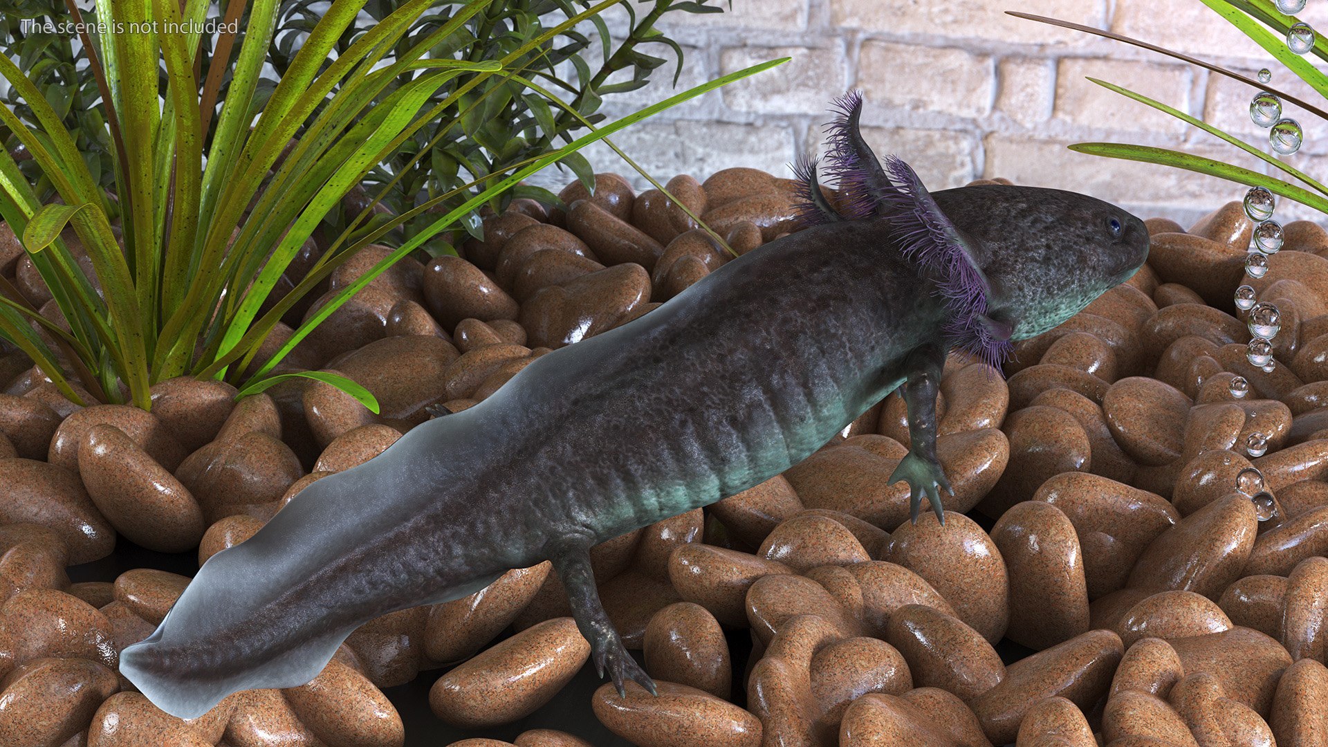 3D Model Mexican Brown Axolotl Rigged - TurboSquid 2210064