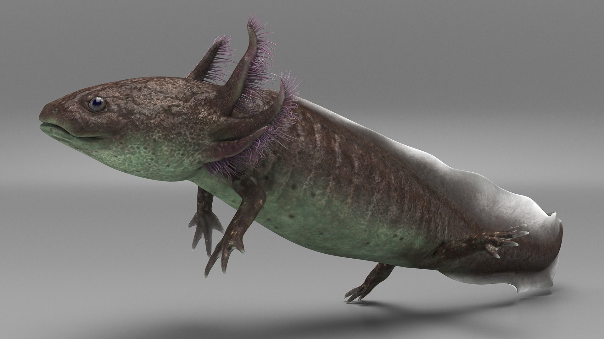 3D Model Mexican Brown Axolotl Rigged - TurboSquid 2210064