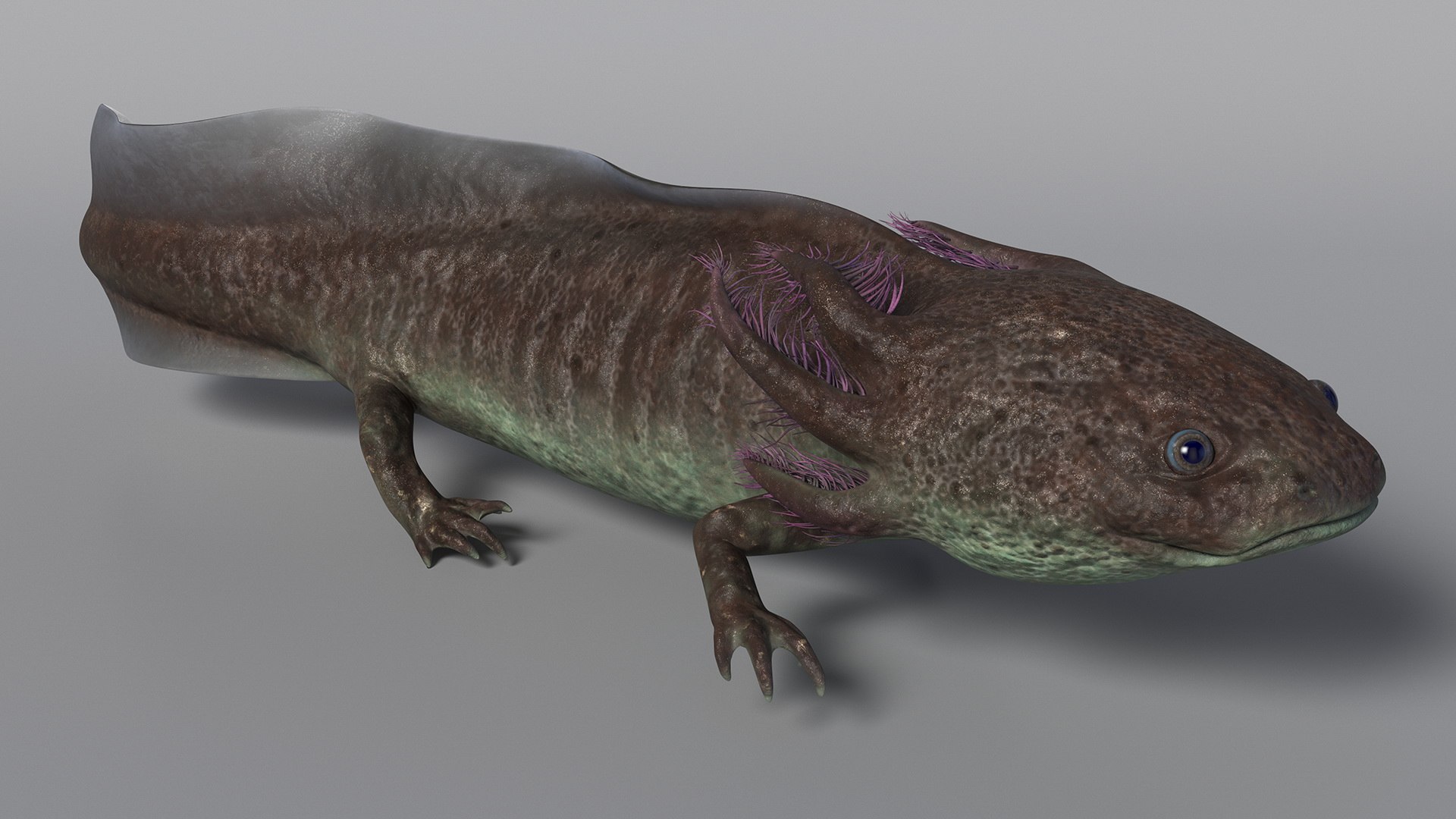 3D Model Mexican Brown Axolotl Rigged - TurboSquid 2210064