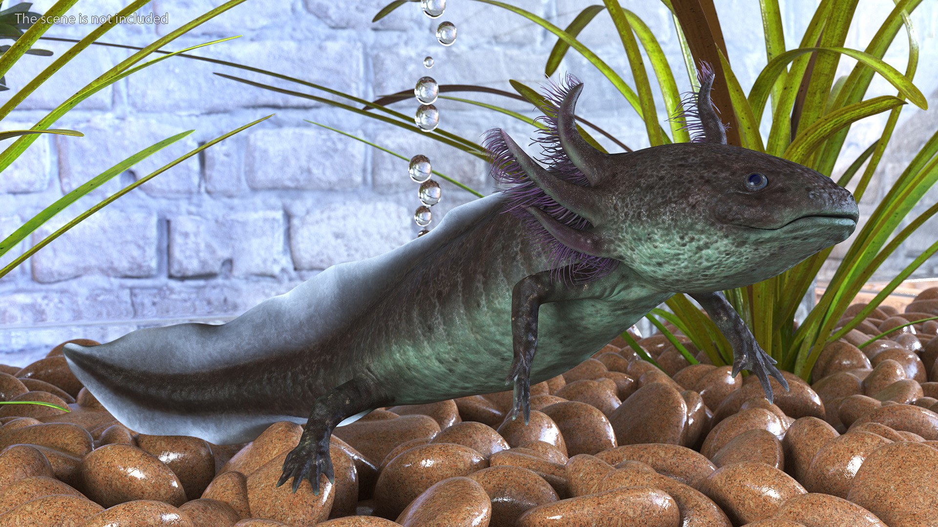 3D Model Mexican Brown Axolotl Rigged - TurboSquid 2210064