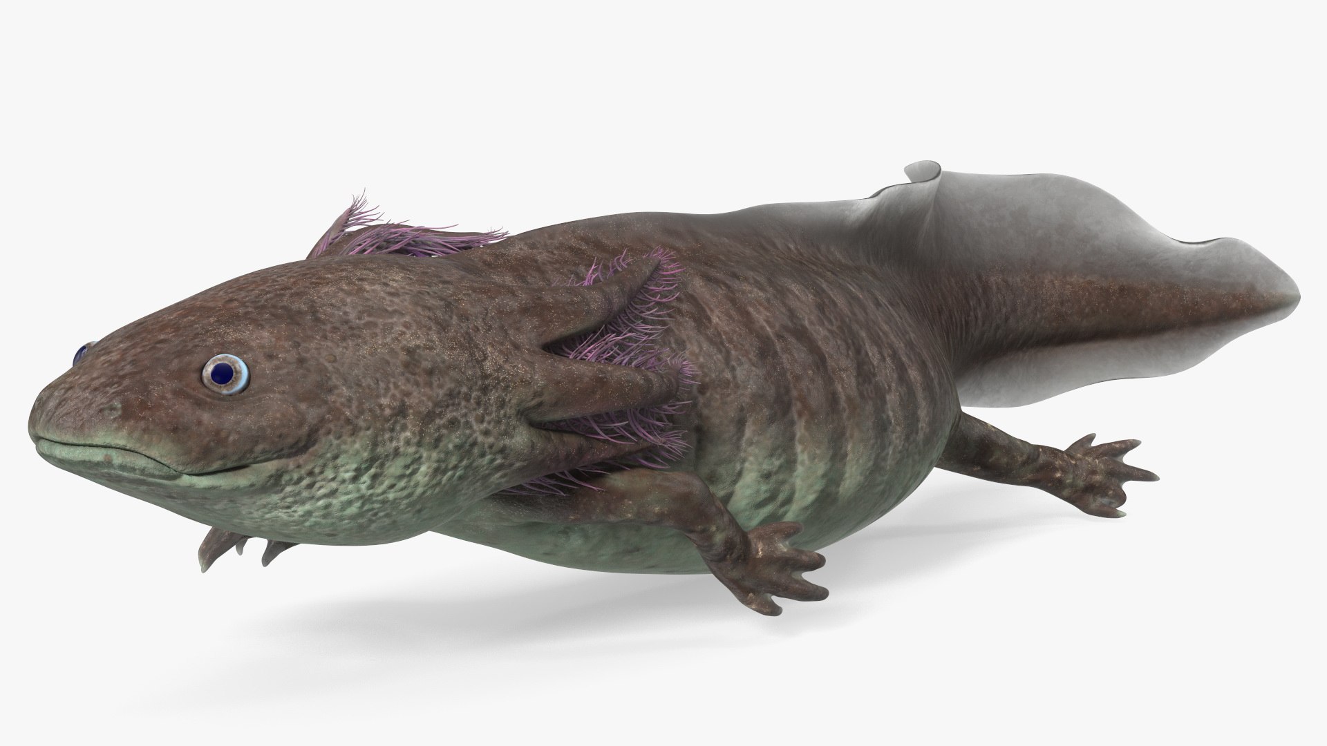 3D Model Mexican Brown Axolotl Rigged - TurboSquid 2210064