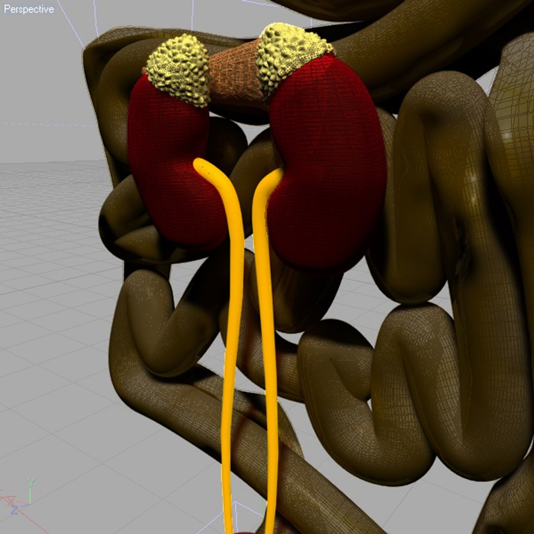 Organs Human Intestine 3d Model