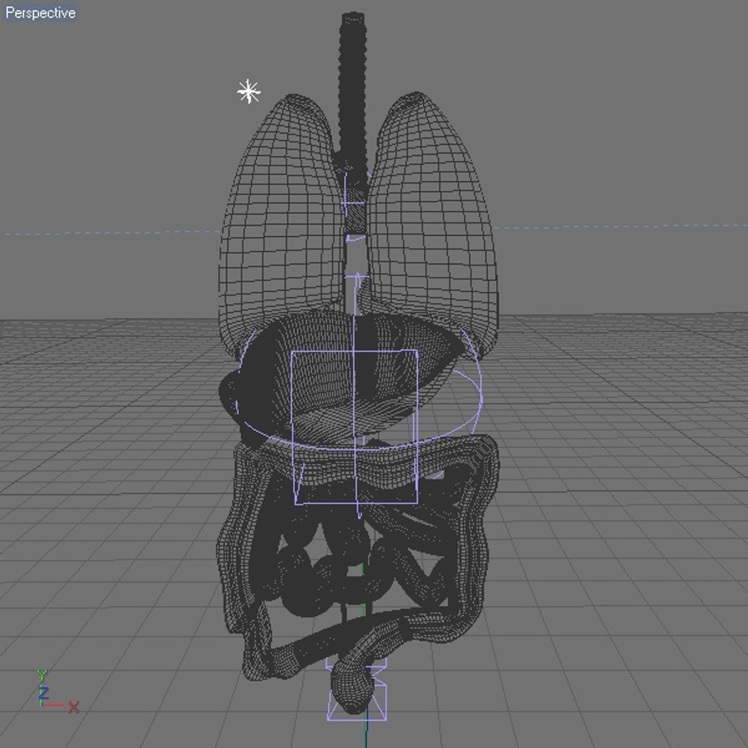 Organs Human Intestine 3d Model
