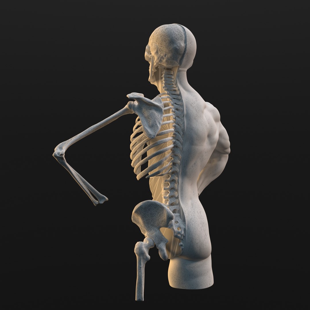 Full Human Skeleton Model Model - TurboSquid 2390067