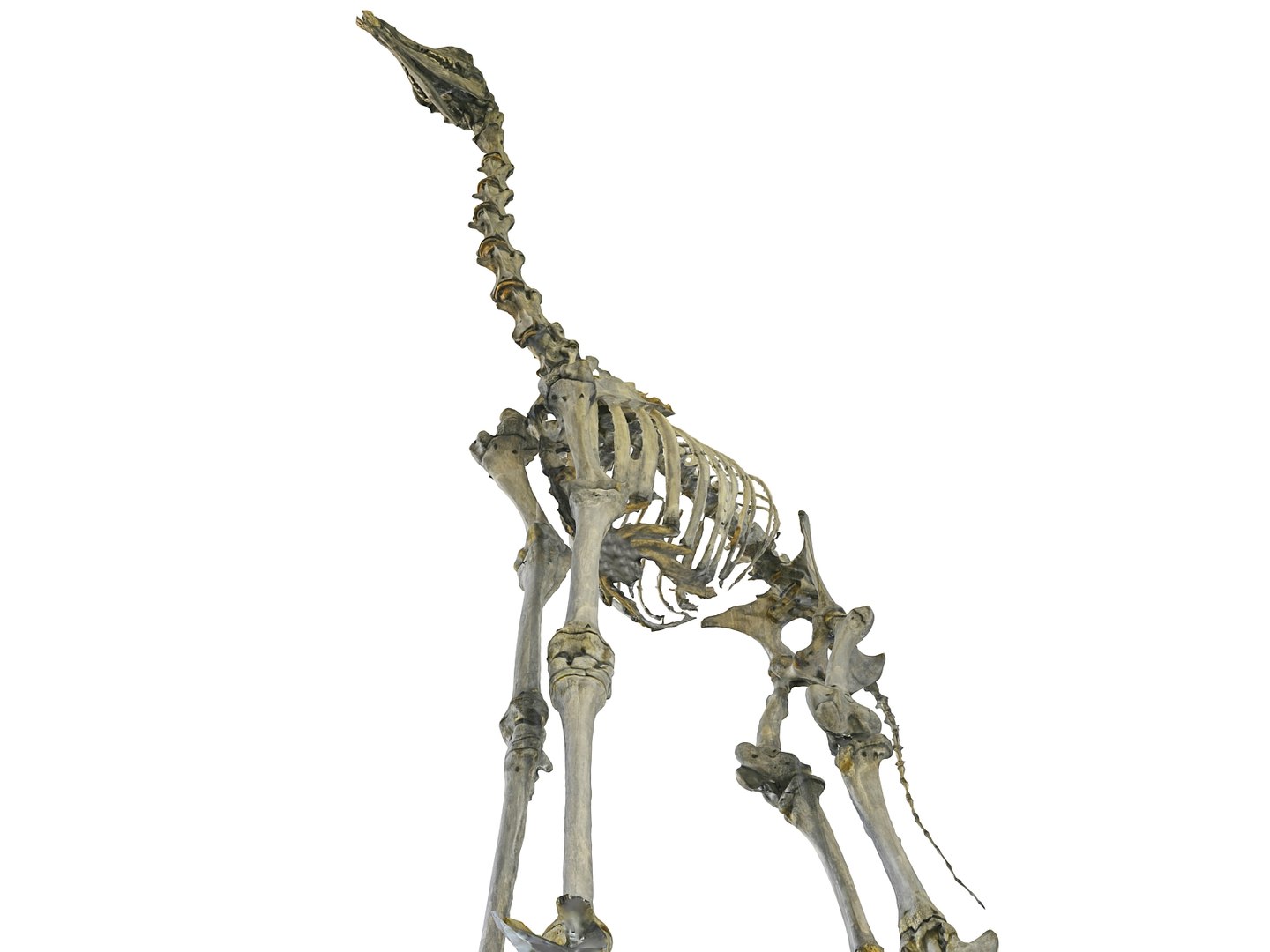 3D Model Giraffet Skeleton Hd - TurboSquid 1567611