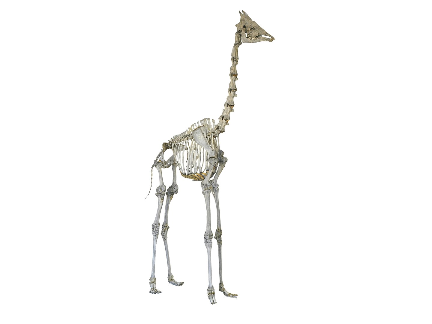 3D Model Giraffet Skeleton Hd - TurboSquid 1567611
