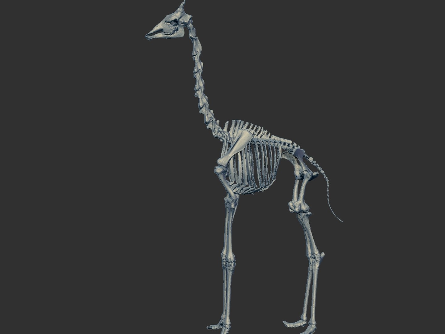 3D Model Giraffet Skeleton Hd - TurboSquid 1567611