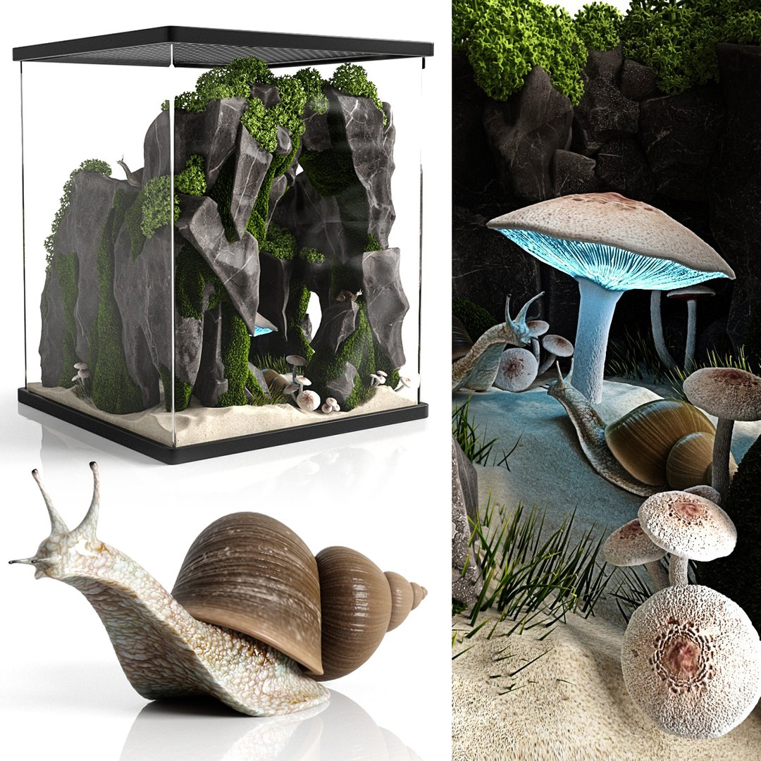 3D Terrarium Snails Model - TurboSquid 1505578