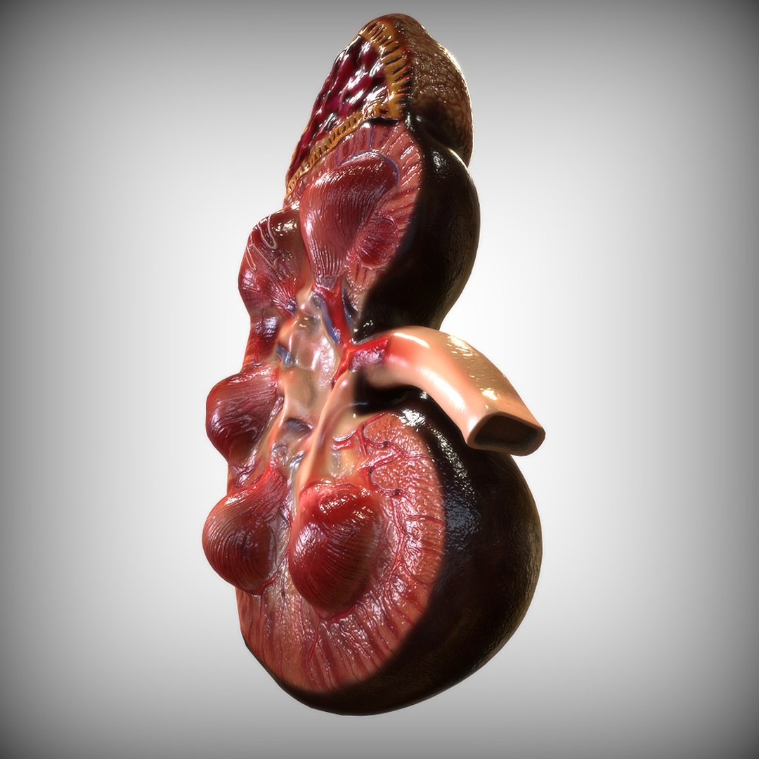 Kidney Human Anatomy 3D Model - TurboSquid 1520221
