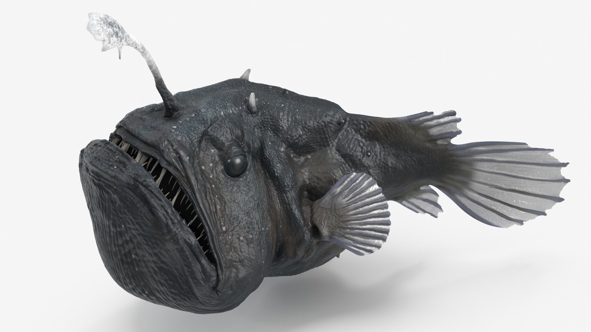 Anglerfish Rigged For Cinema 4D 3D Model - TurboSquid 2250595