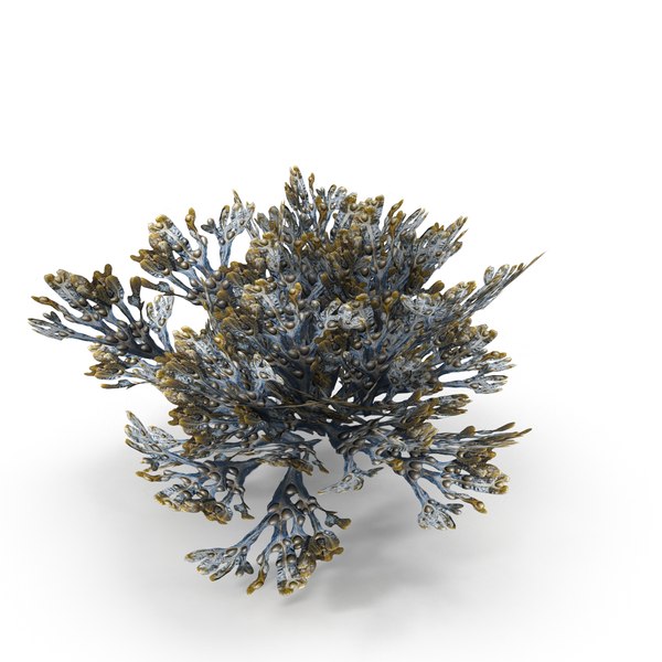 3D Algae Models | TurboSquid