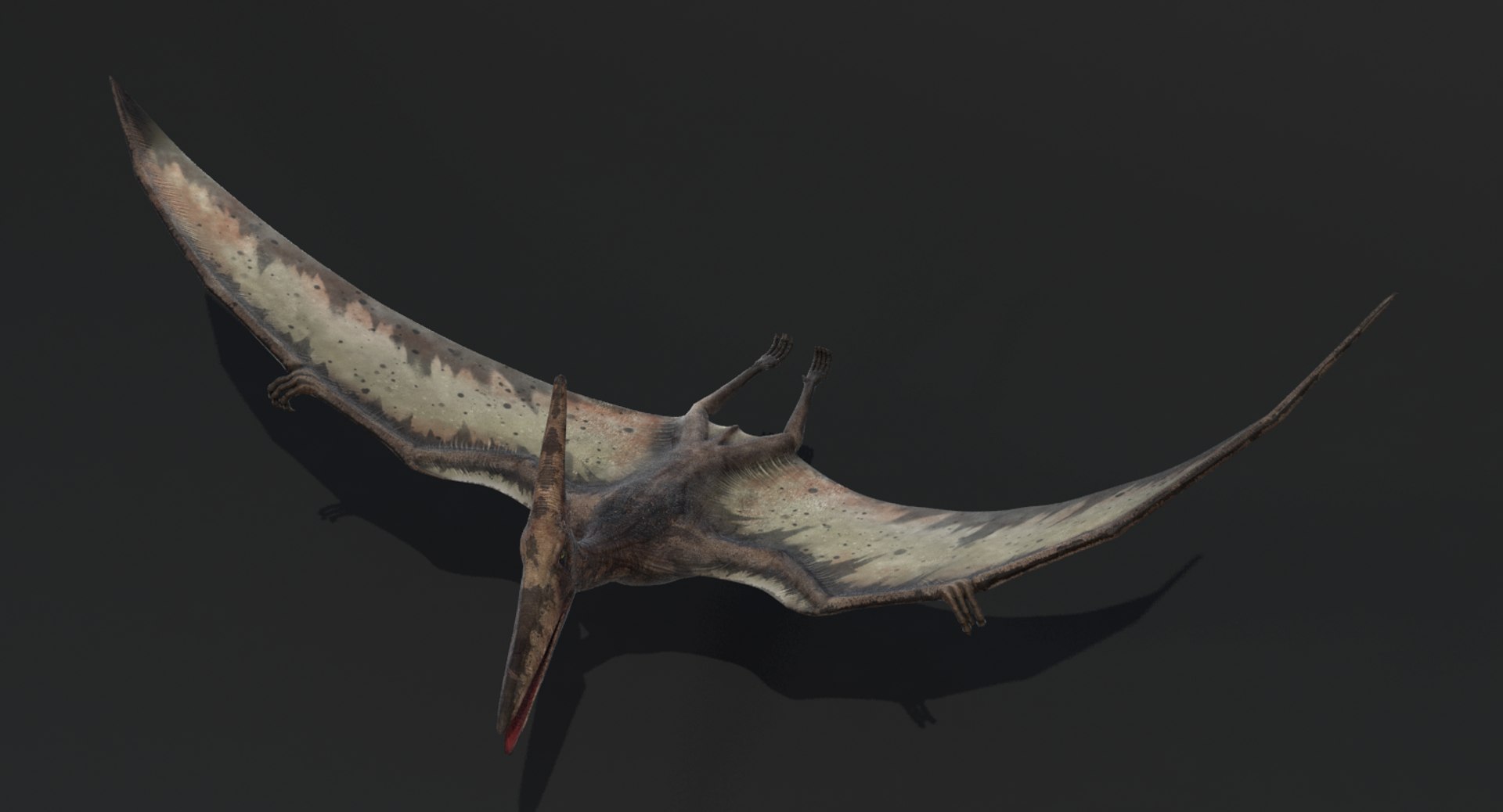 realistic pteranodon rigged 3d model