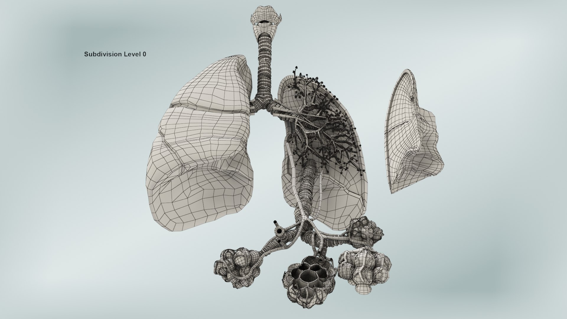 Anatomy lungs 3D - TurboSquid 1663595