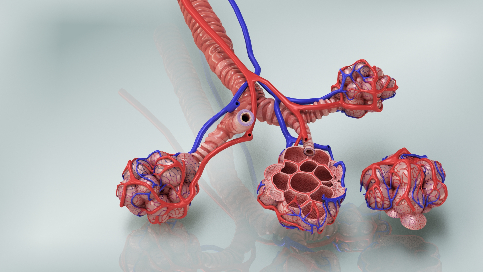 Lung Anatomy Alveoli
