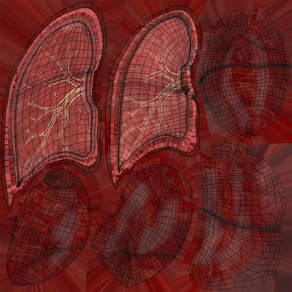Anatomy lungs 3D - TurboSquid 1663595