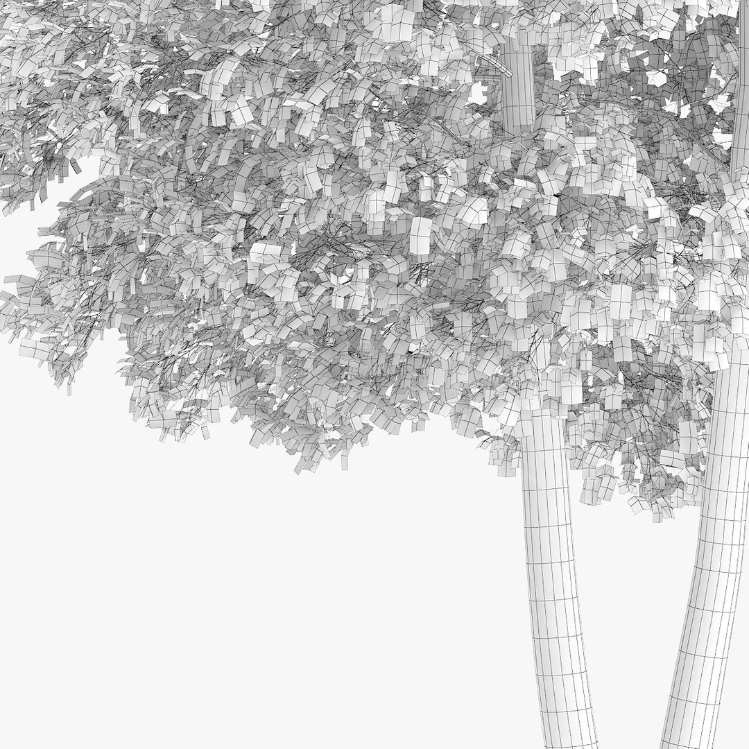 Silver Birch 17 2m 3d Ma