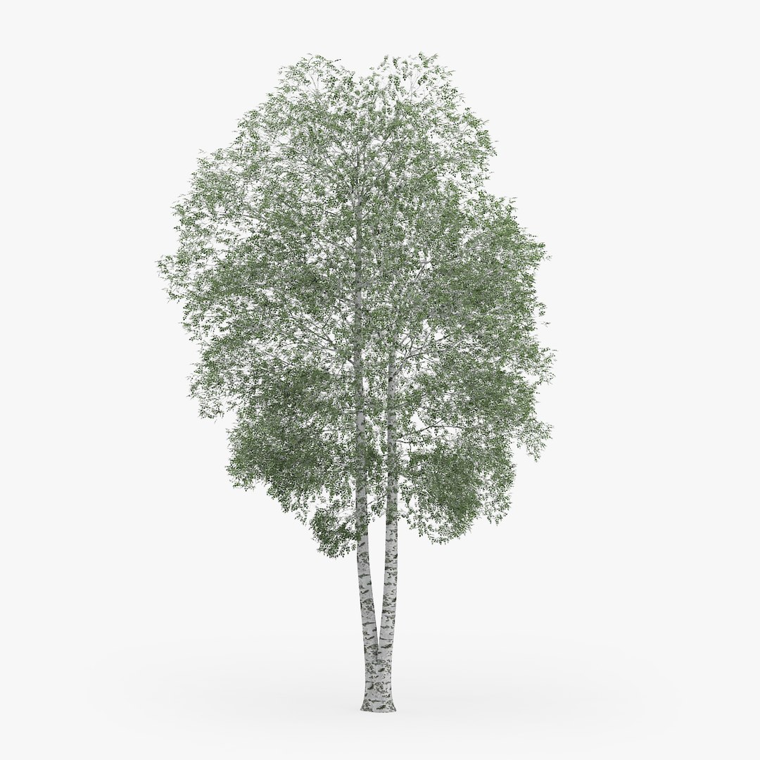 Silver Birch 17 2m 3d Ma