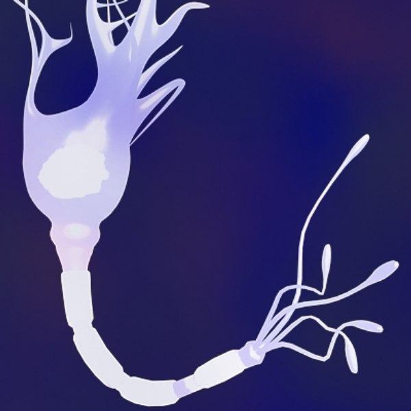 brain cell 3d model
