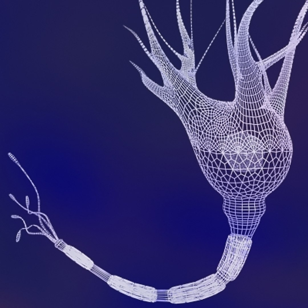 Brain Cell 3d Model