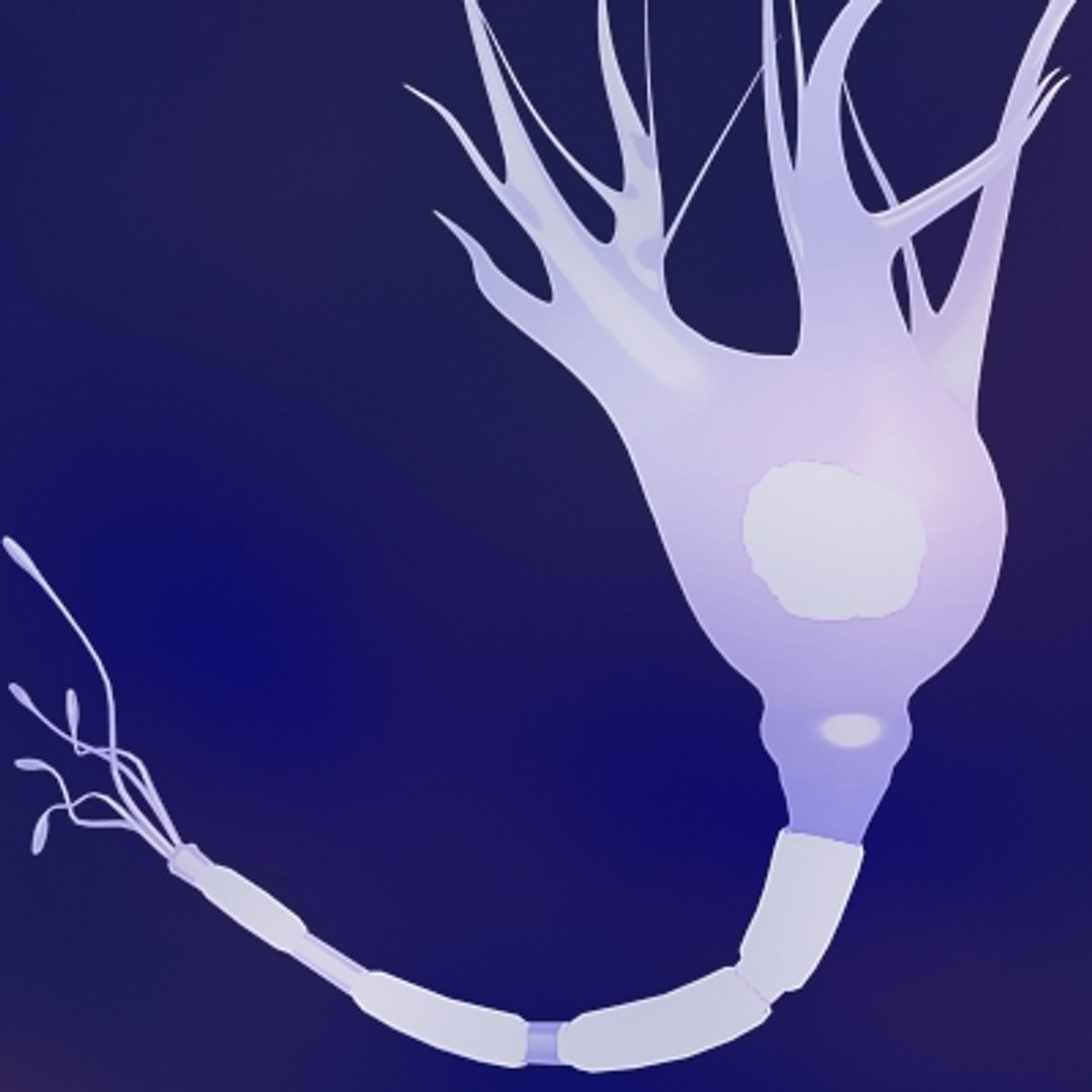 Brain Cell 3d Model