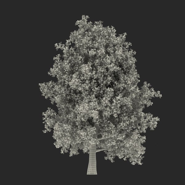 yellow poplar old tree 3d max