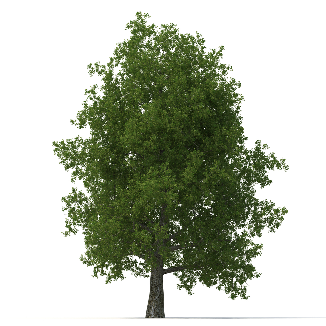 yellow poplar old tree 3d max