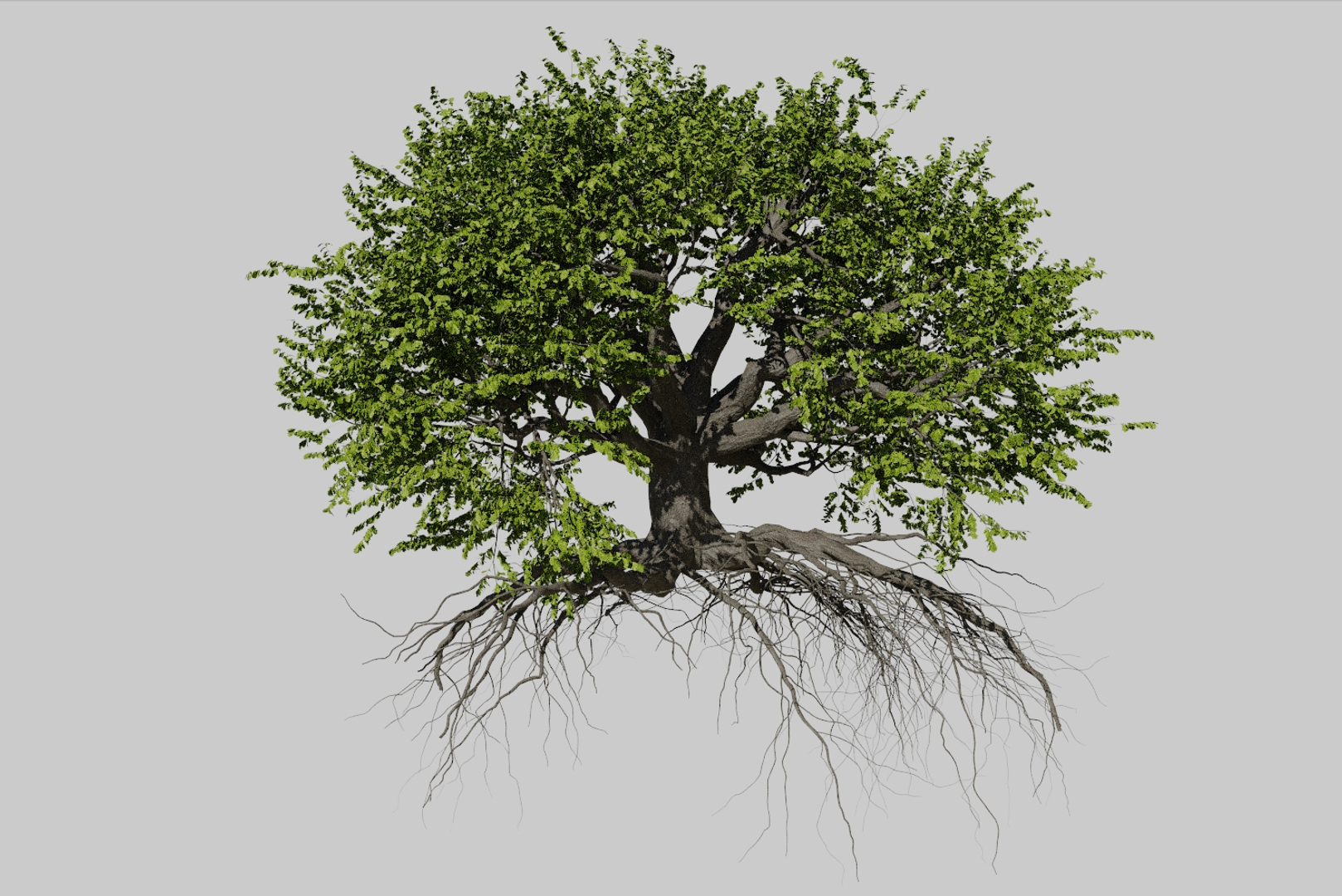 Oak Summer 6 Tree 3D - TurboSquid 1379772