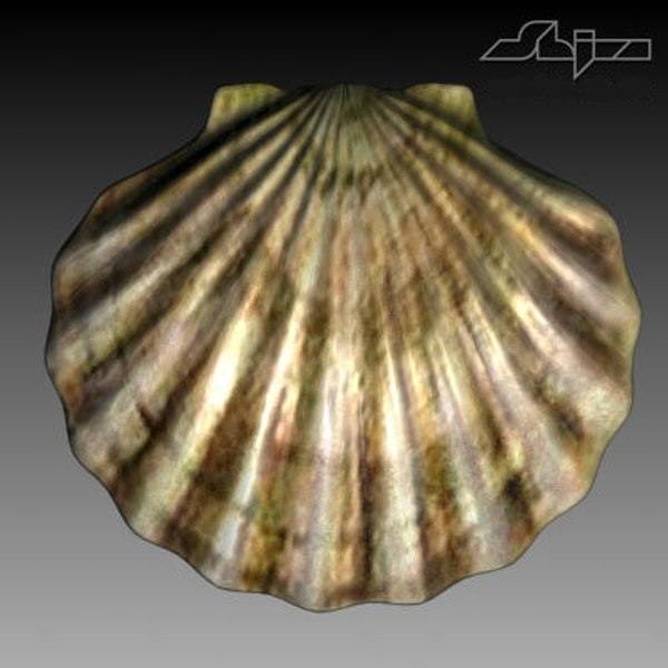 sea shell 3d model