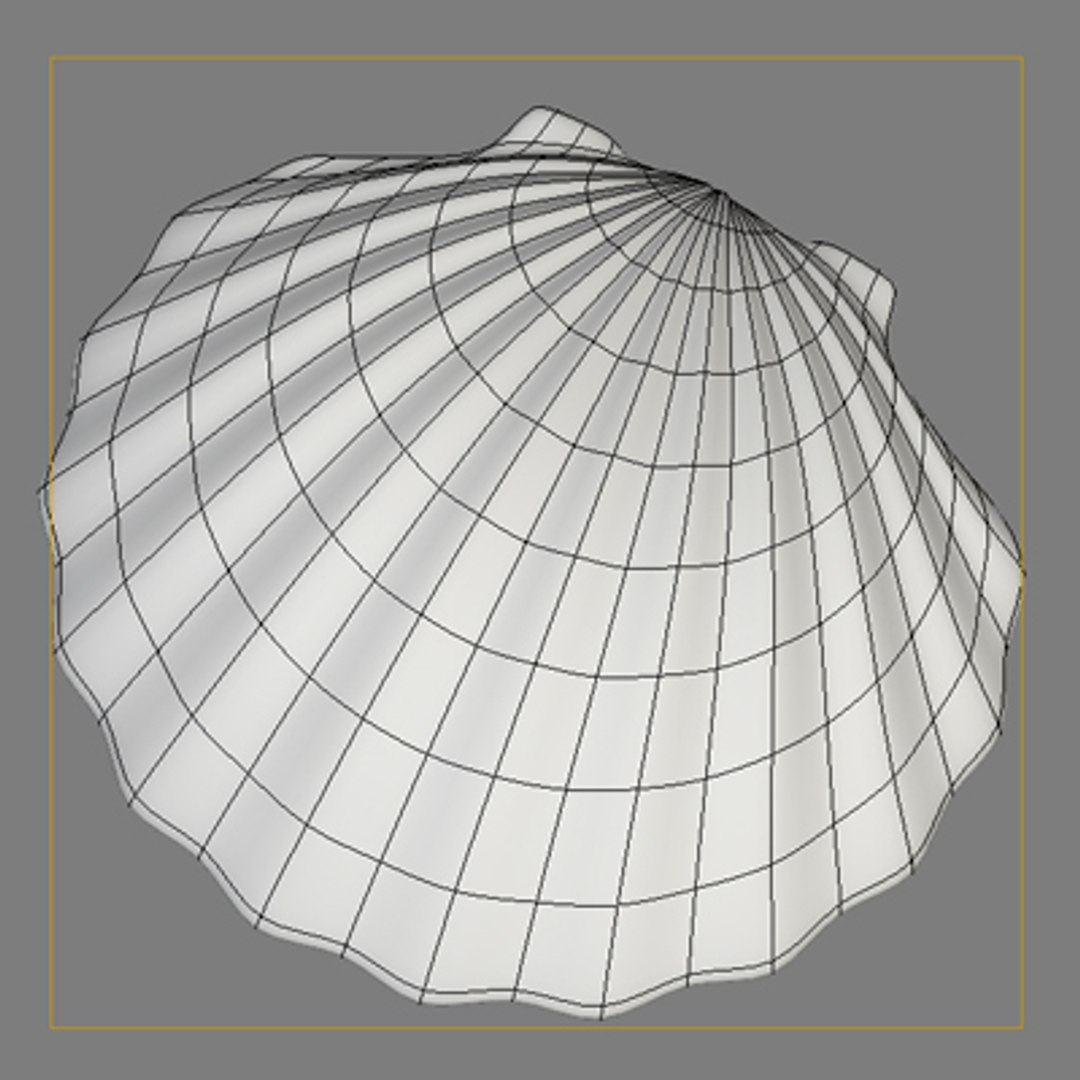 Sea Shell 3d Model