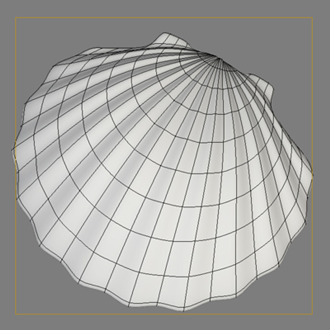 sea shell 3d model