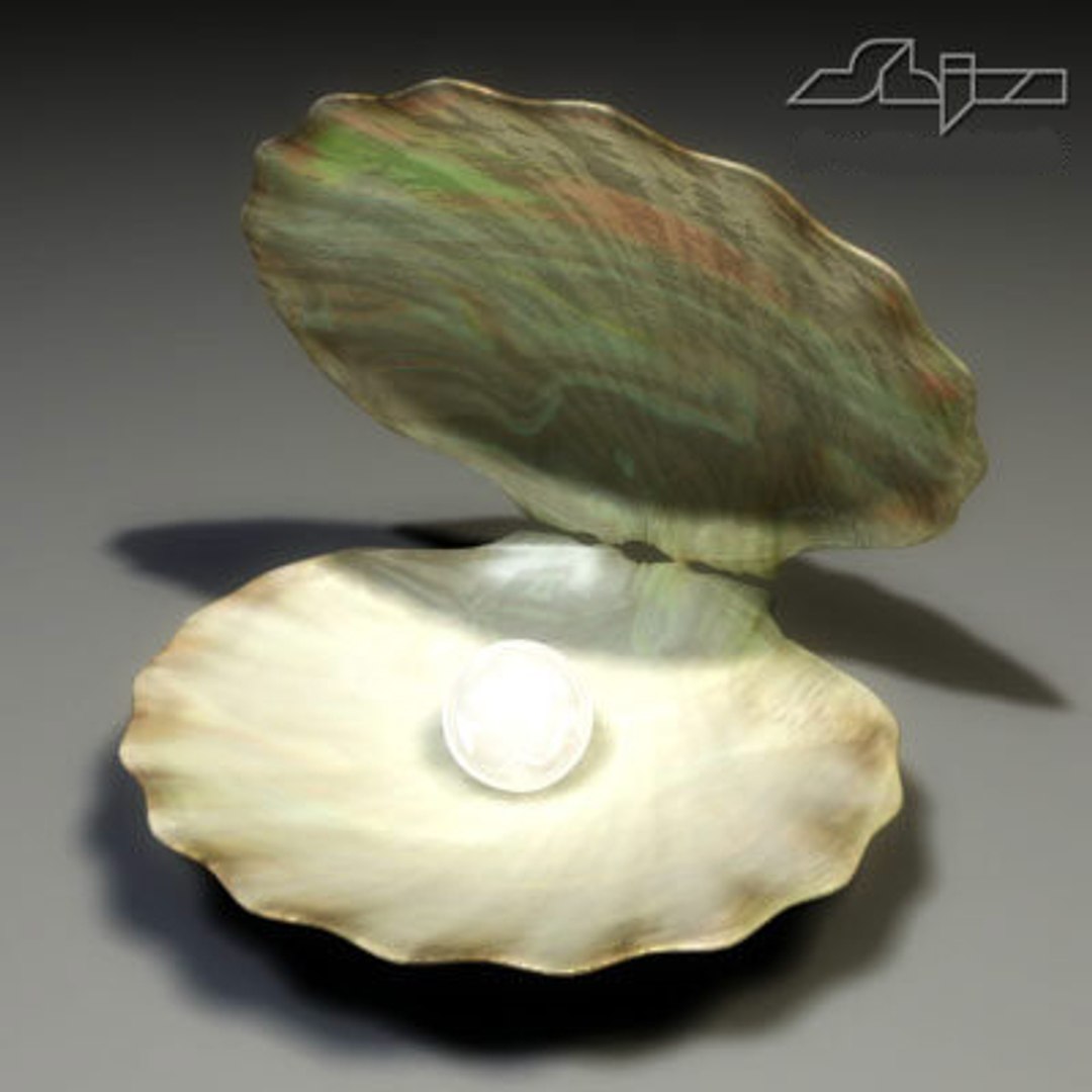 Sea Shell 3d Model