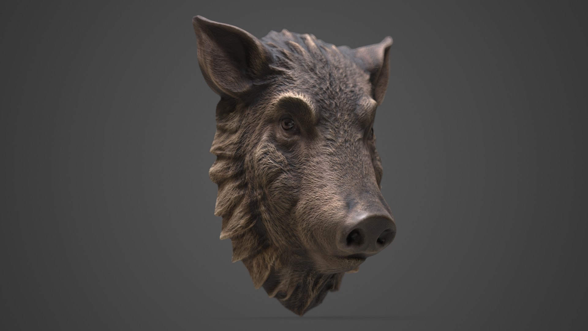 3D Wild Boar Head Mount Textured 1 - TurboSquid 2271319