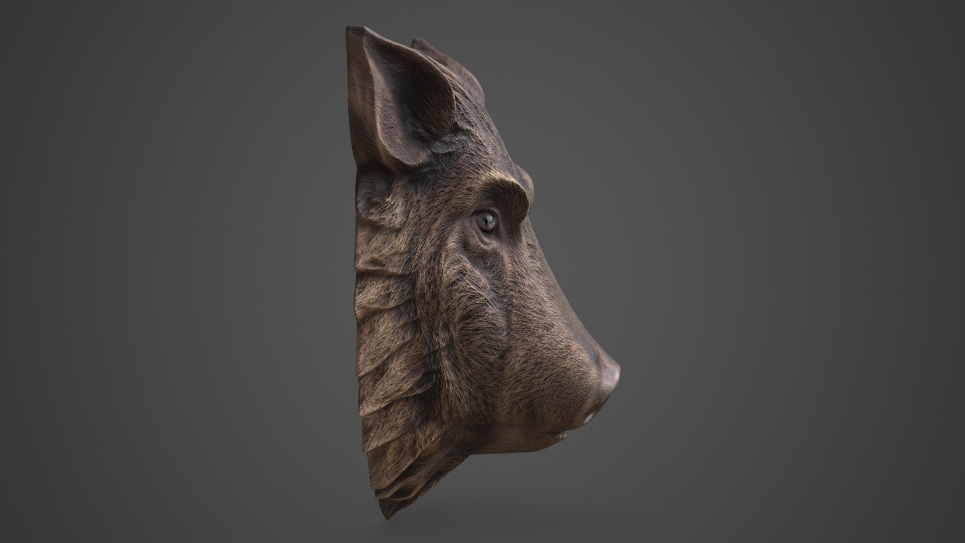 3D Wild Boar Head Mount Textured 1 - TurboSquid 2271319