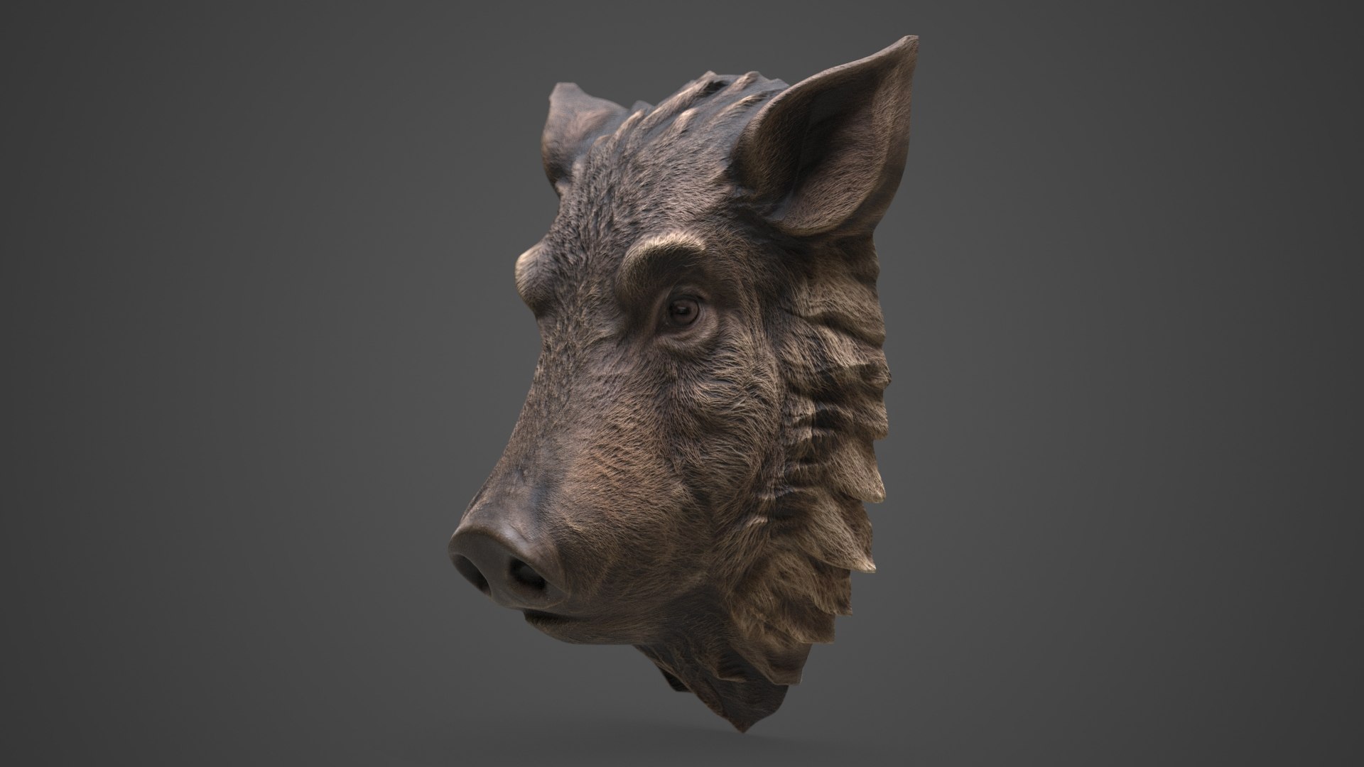3D Wild Boar Head Mount Textured 1 - TurboSquid 2271319
