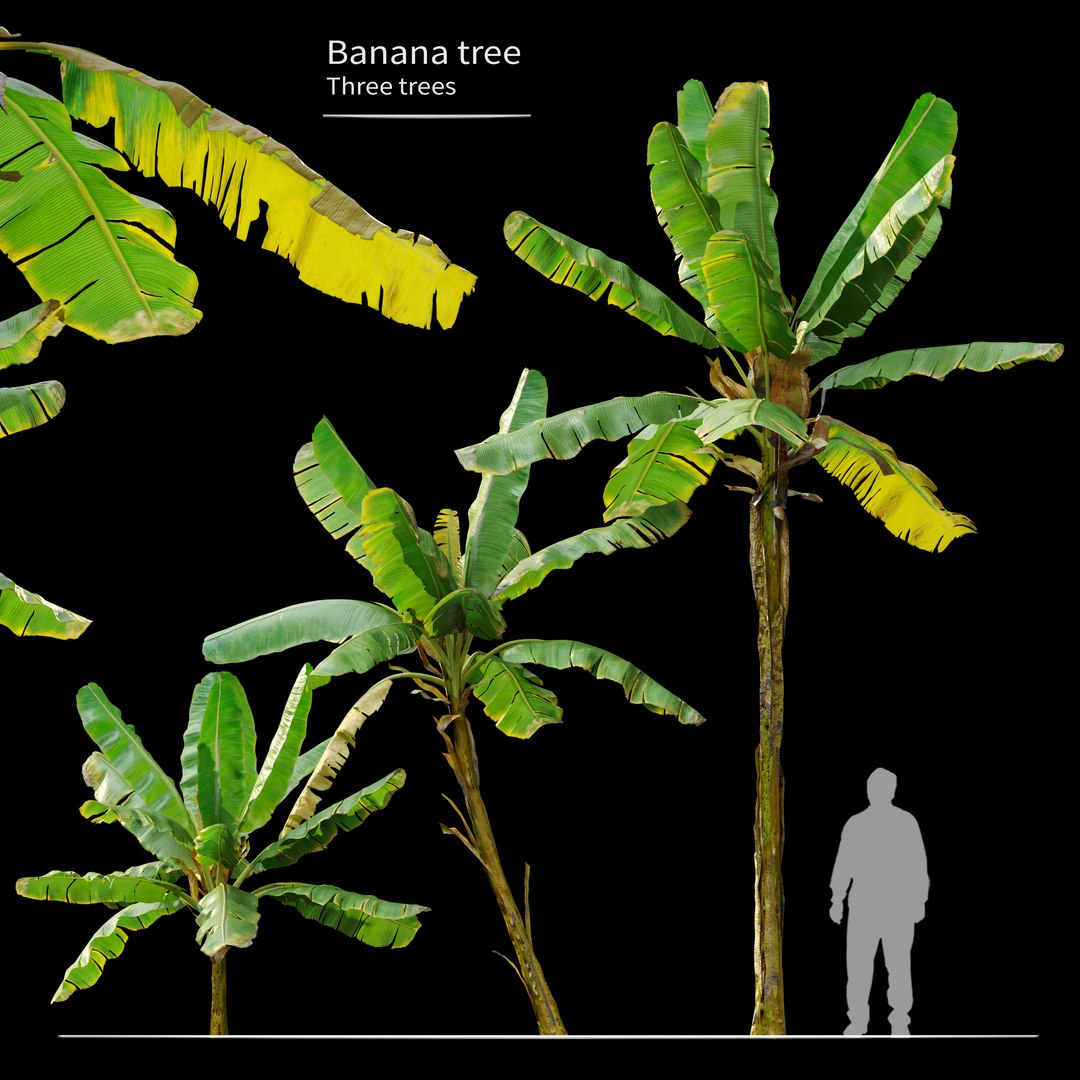 Banana Tree 3D Model - TurboSquid 1929153