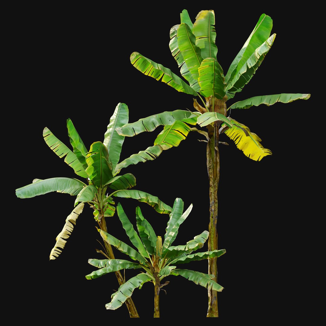 Banana Tree 3D Model - TurboSquid 1929153