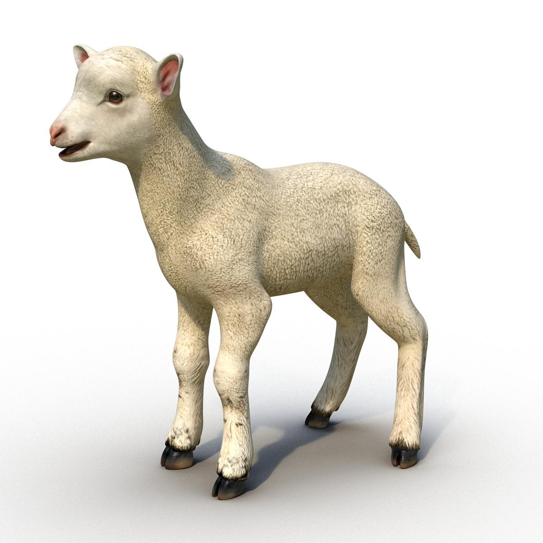 3d model lamb rigged