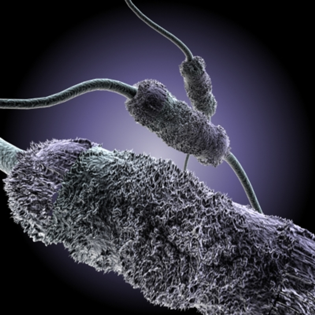 3d amphitrichous bacteria