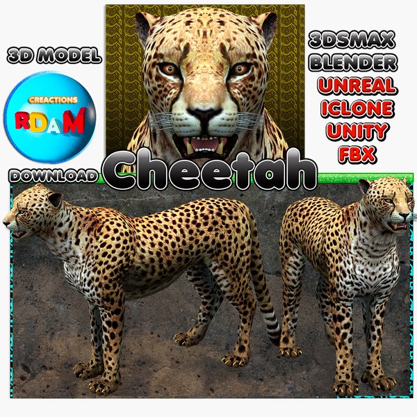 Cheetah 3D RDAM MODEL 3D 모델 - TurboSquid 1996255
