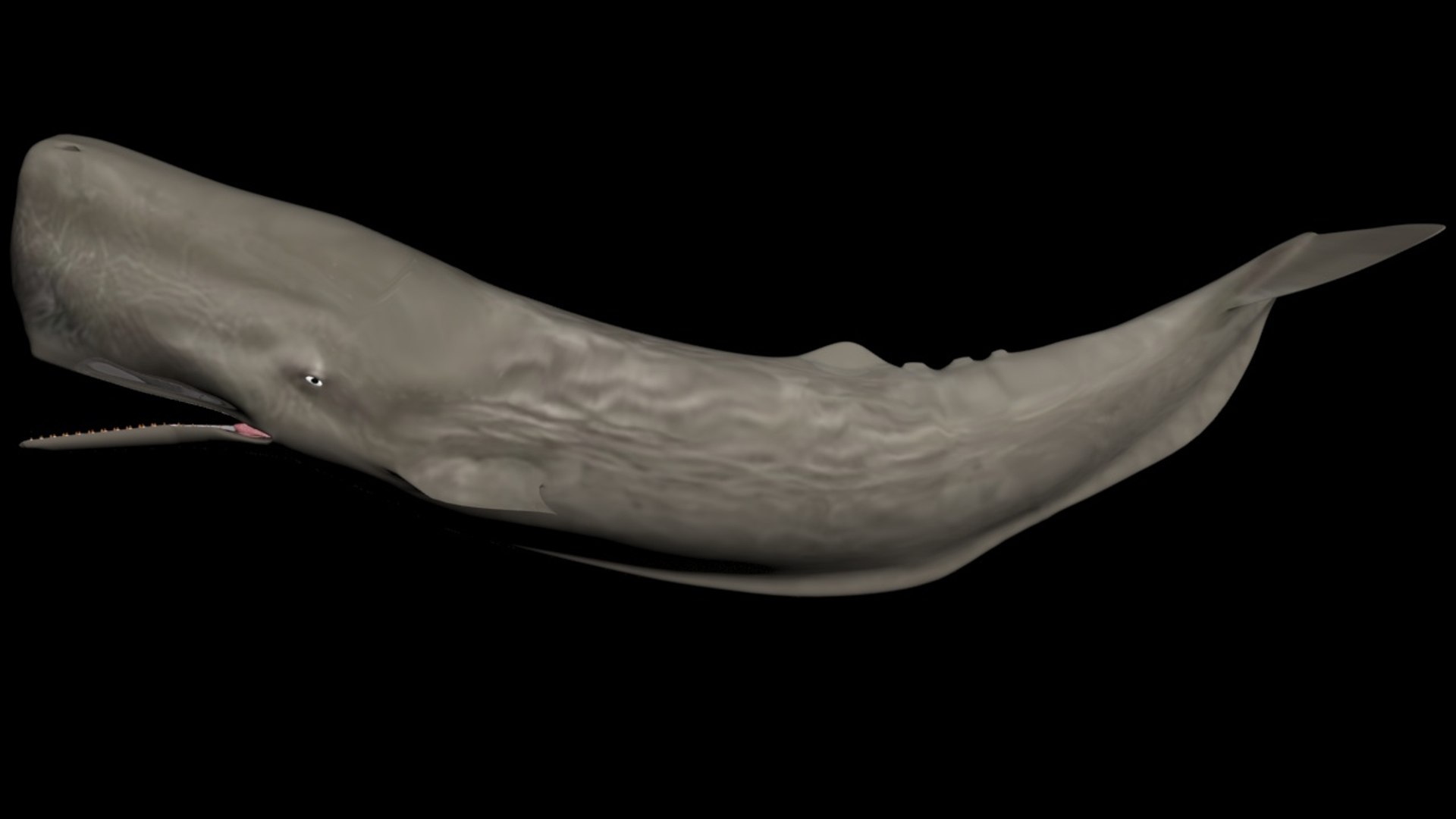 Giant Whales 3D - TurboSquid 2206285