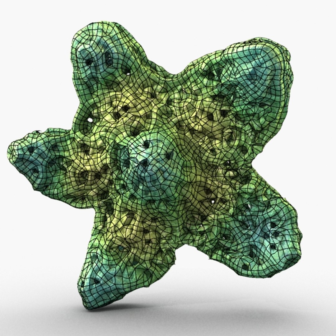 3d Protist Diatom Model