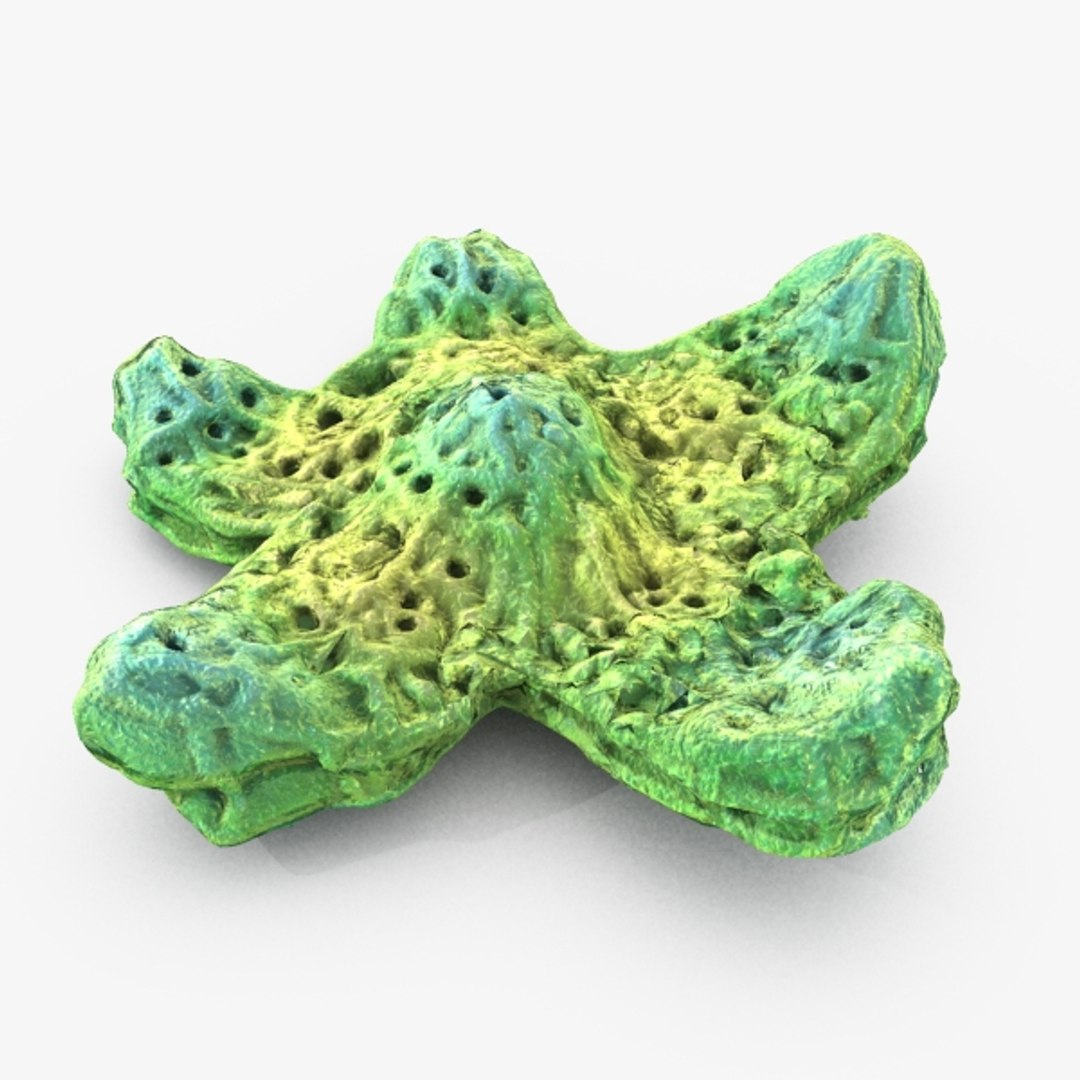 3d Protist Diatom Model