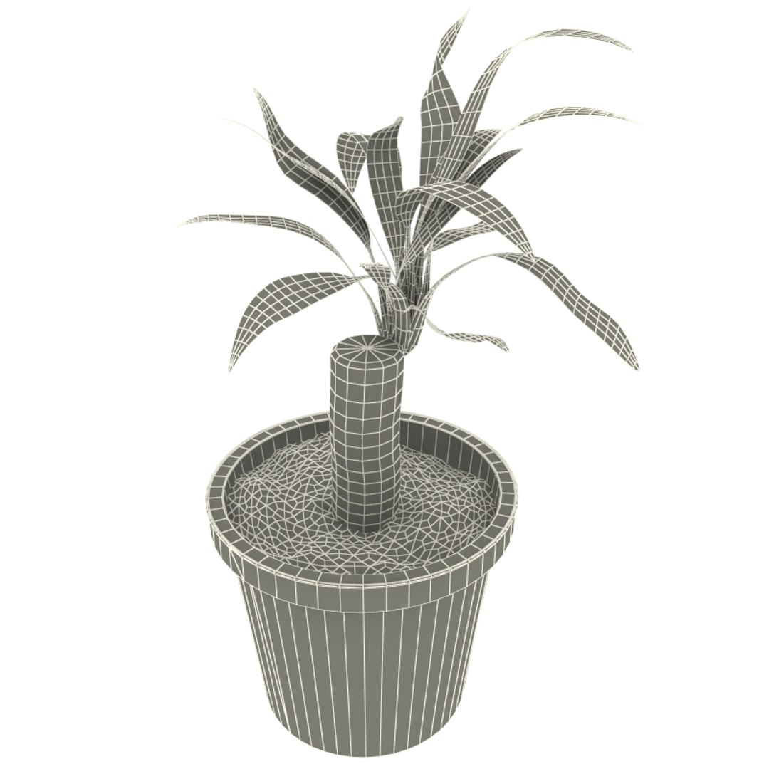 3d dracaena santa rosa model