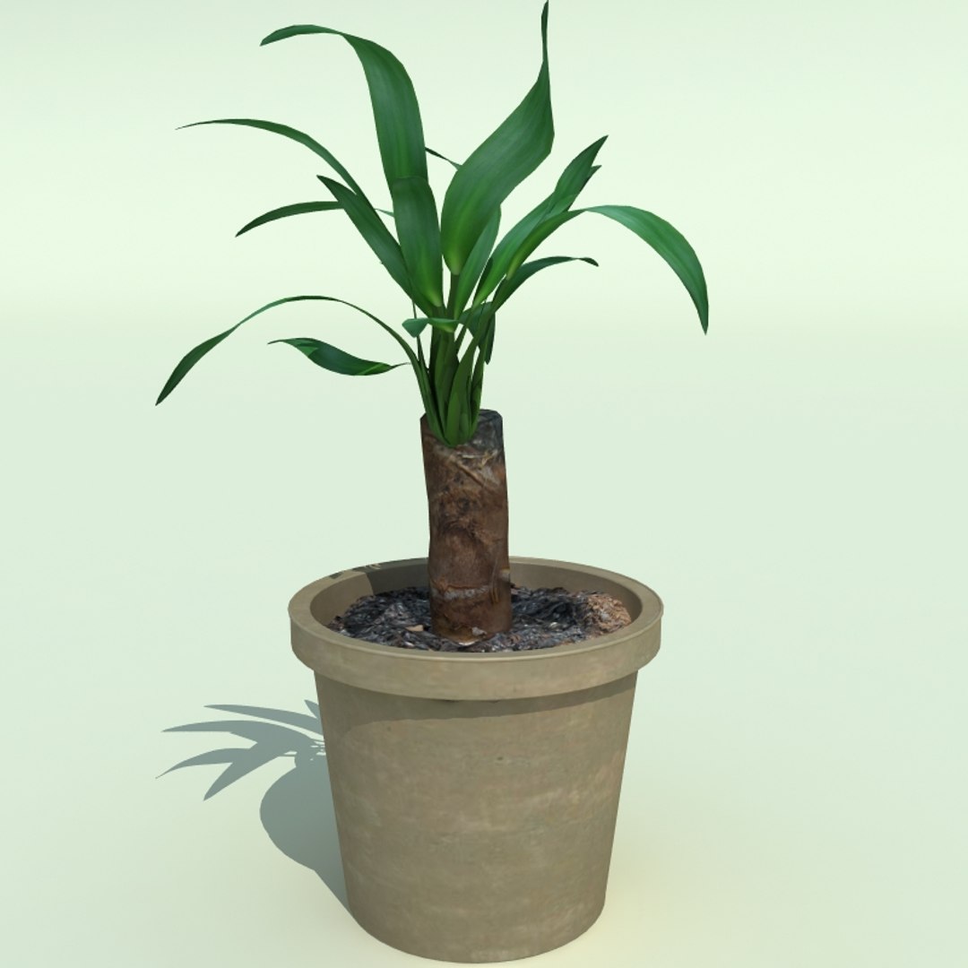 3d dracaena santa rosa model