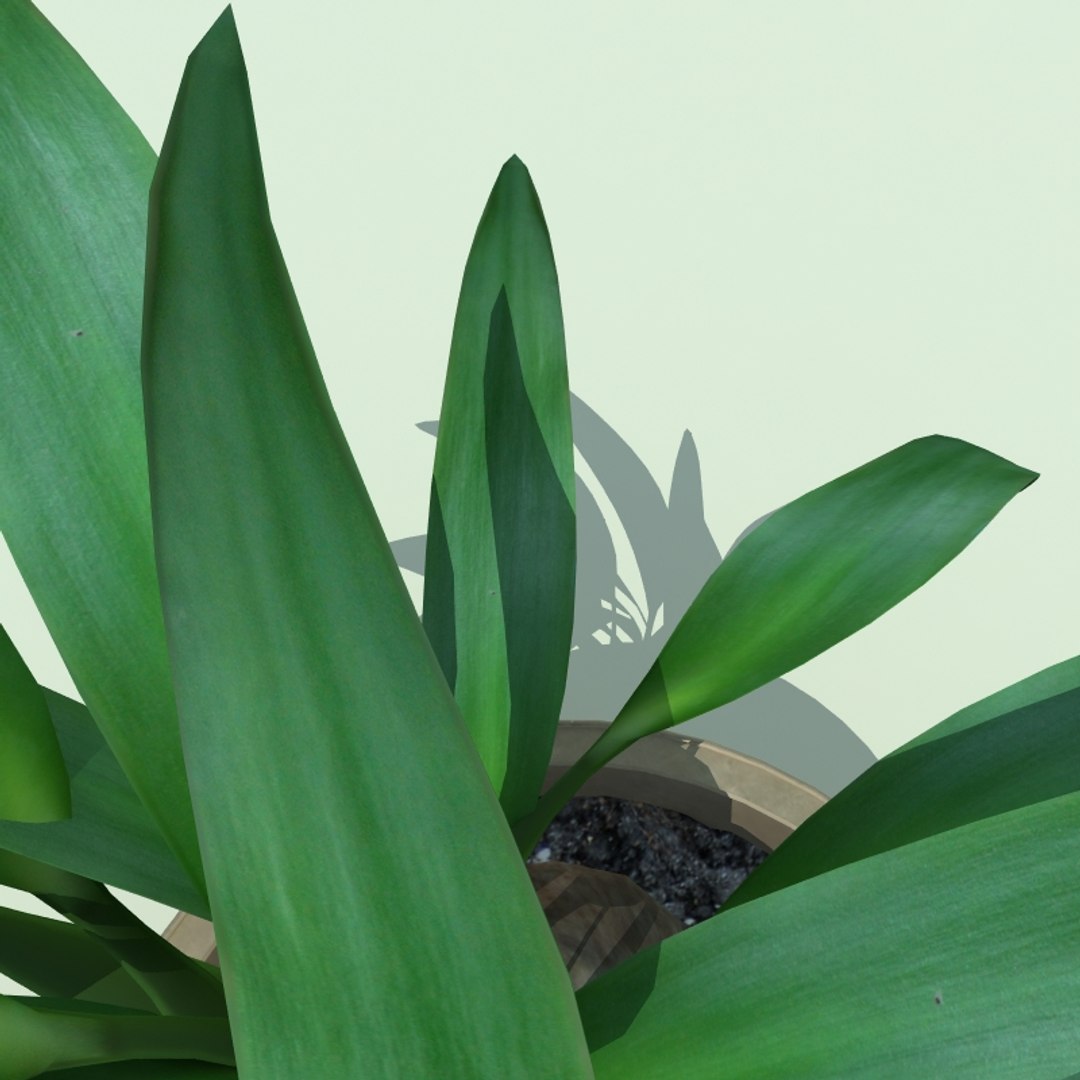 3d dracaena santa rosa model