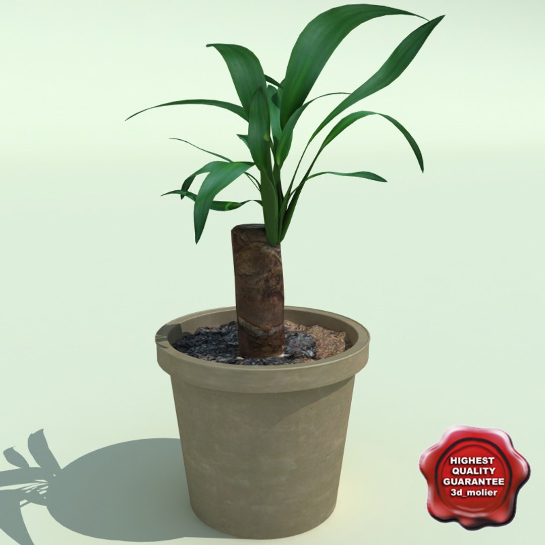 3d dracaena santa rosa model