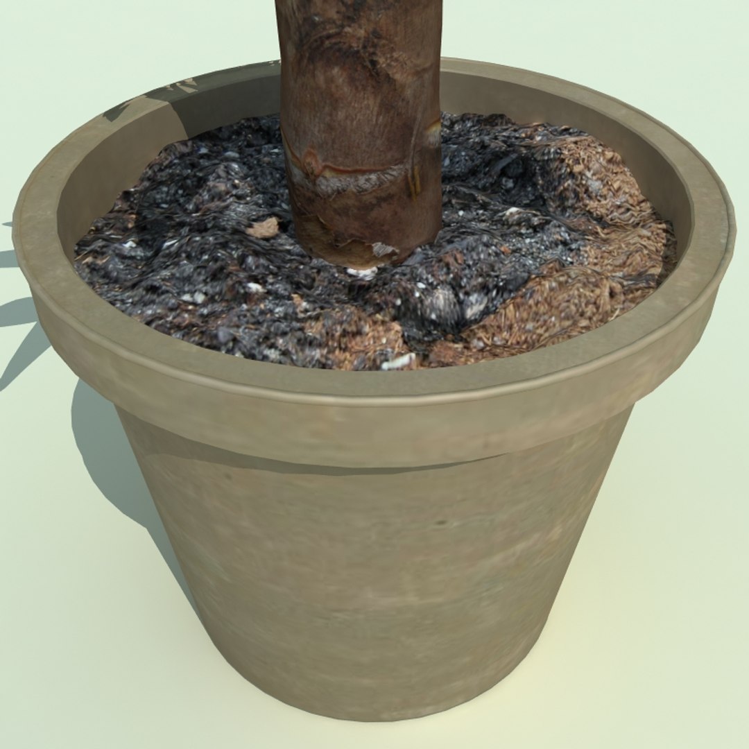 3d dracaena santa rosa model